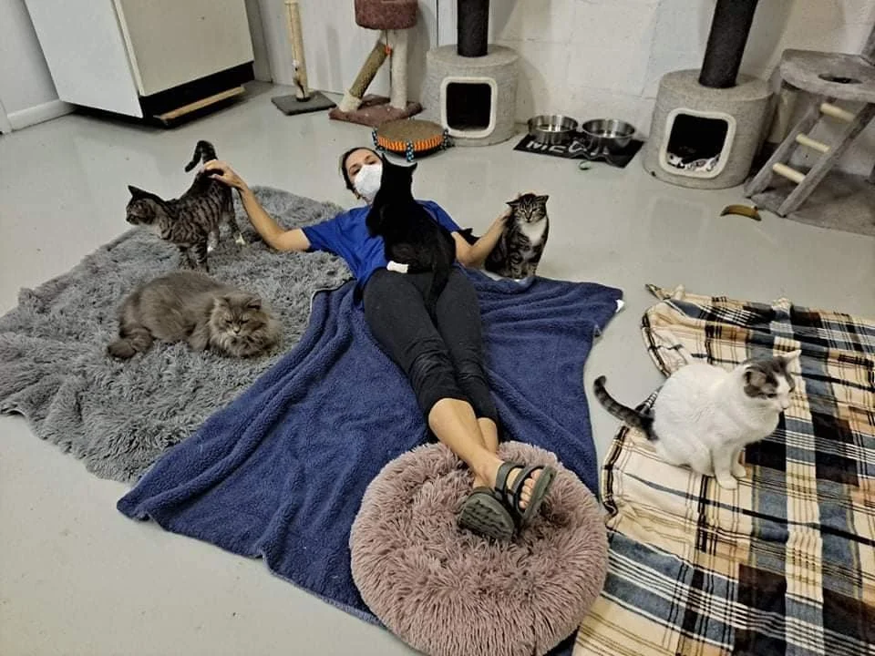 Volunteer — Adopt A Cat Foundation