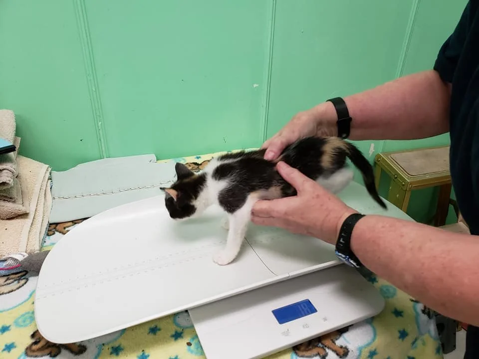 Volunteer — Adopt A Cat Foundation