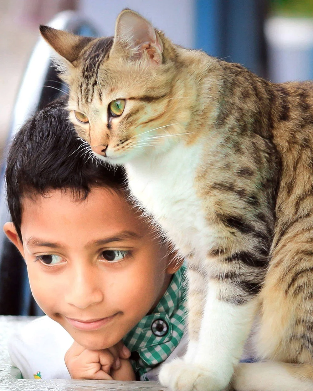 Services 2 — Adopt A Cat Foundation