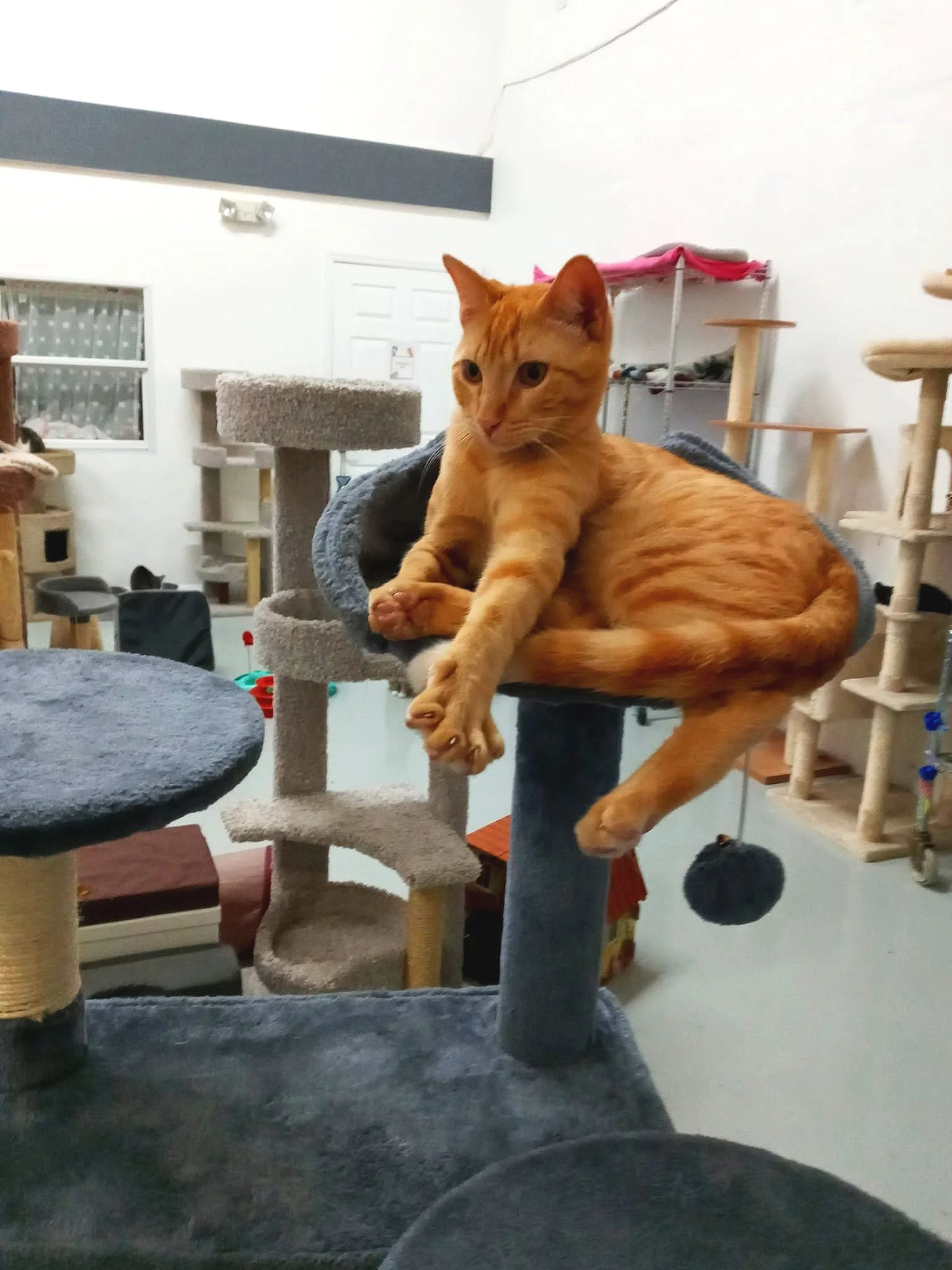 About 1 — Adopt A Cat Foundation