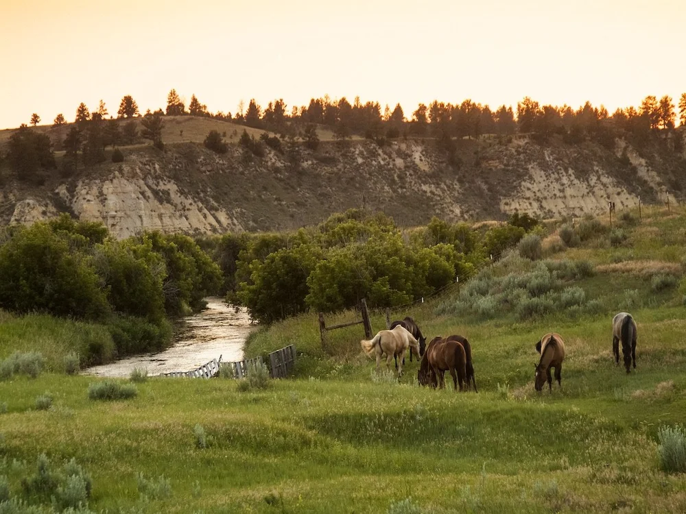 OW Ranch — Panacea Experience