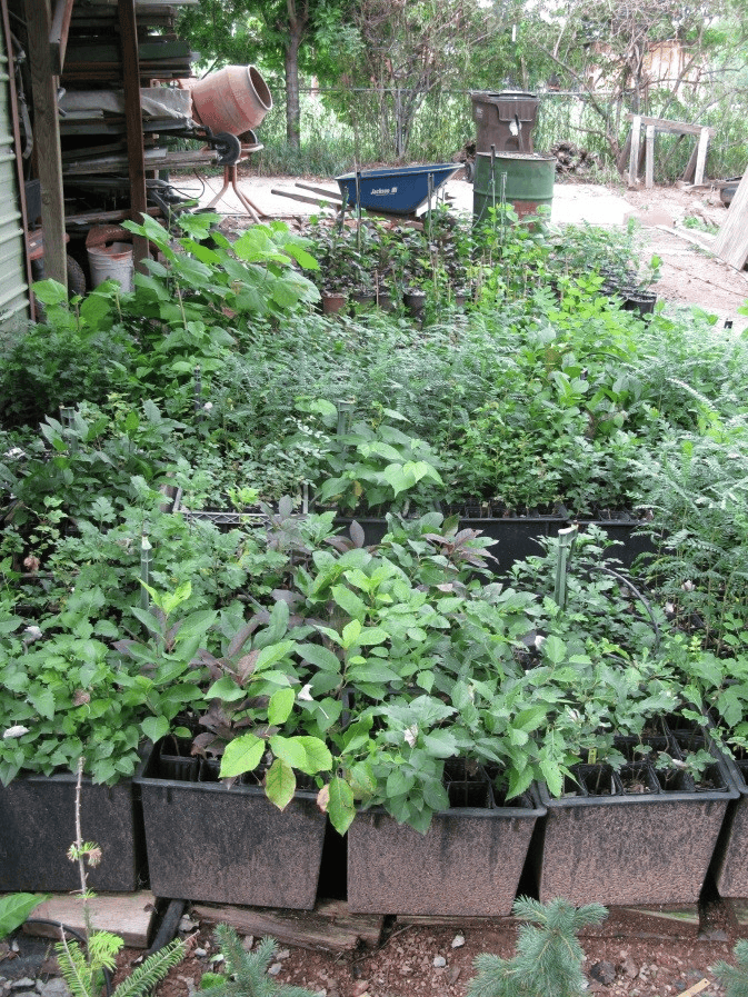 Take Action: Propagate Trees! — Cool Boulder