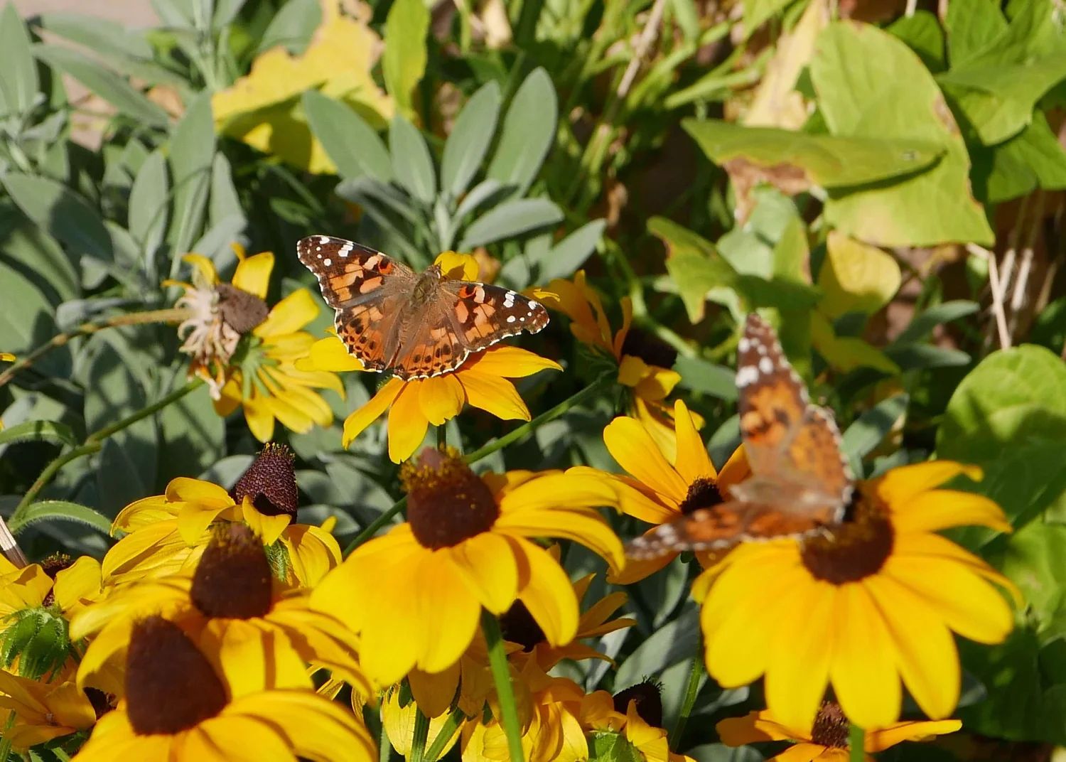 Rewilding: Pollinator Pathways — Cool Boulder