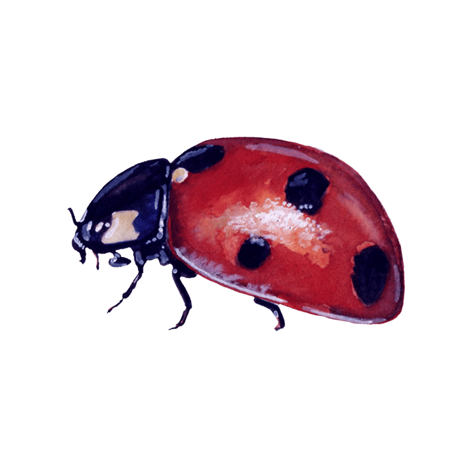 Pollinator Advocate Training — Cool Boulder