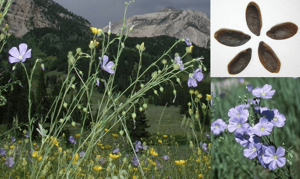 How OSMP Utilizes Native Seeds for Ecological Restoration — Cool Boulder