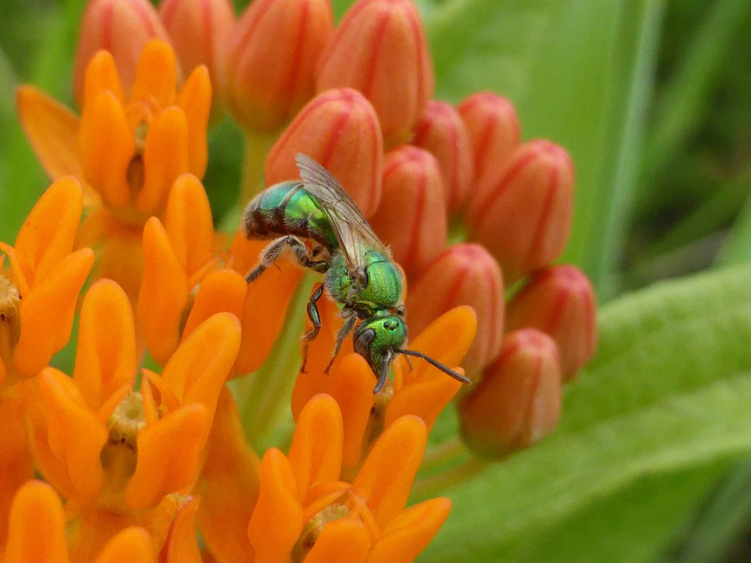 Pollinator Advocate Training — Cool Boulder
