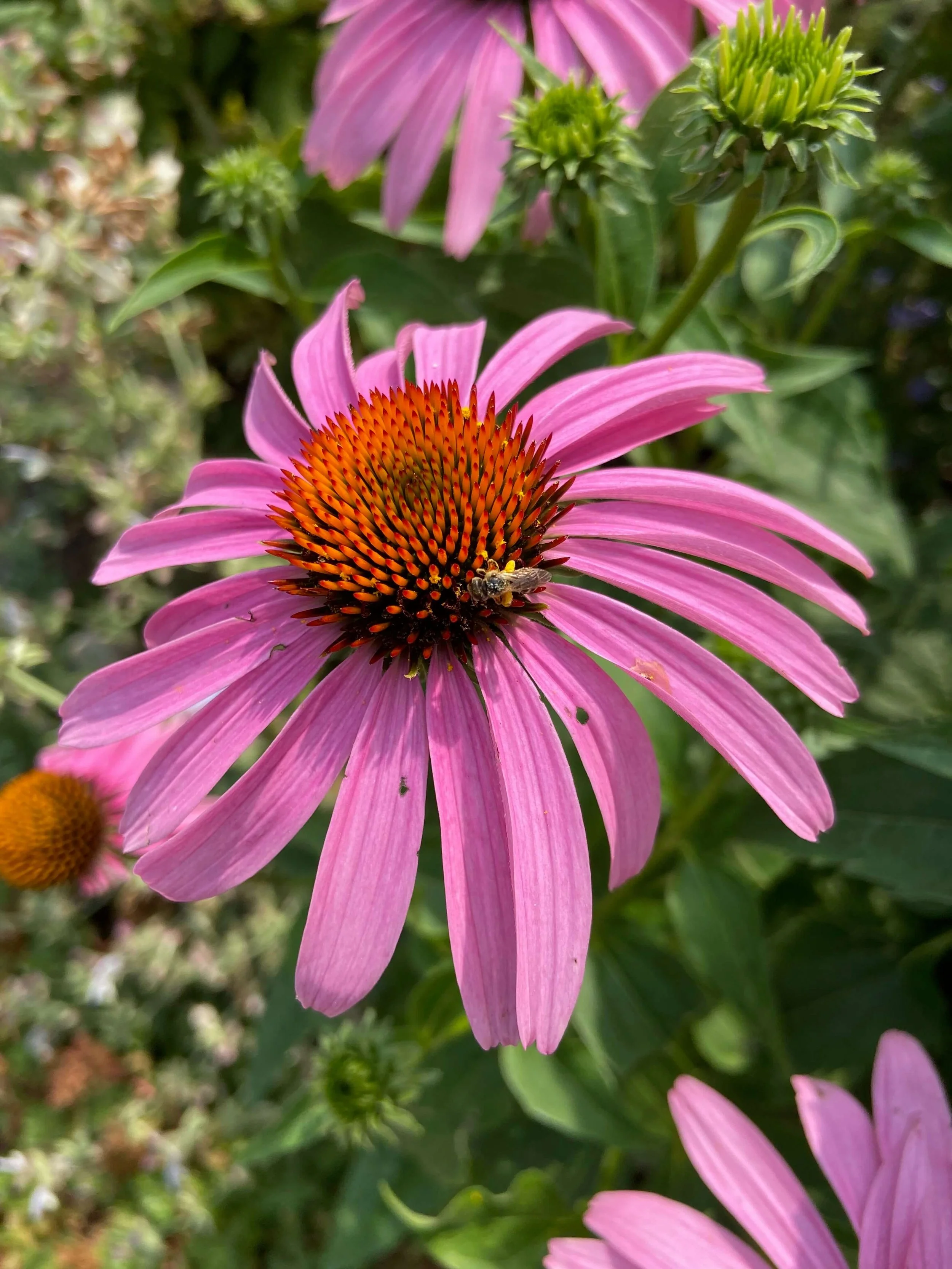 Rewilding: Pollinator Pathways — Cool Boulder