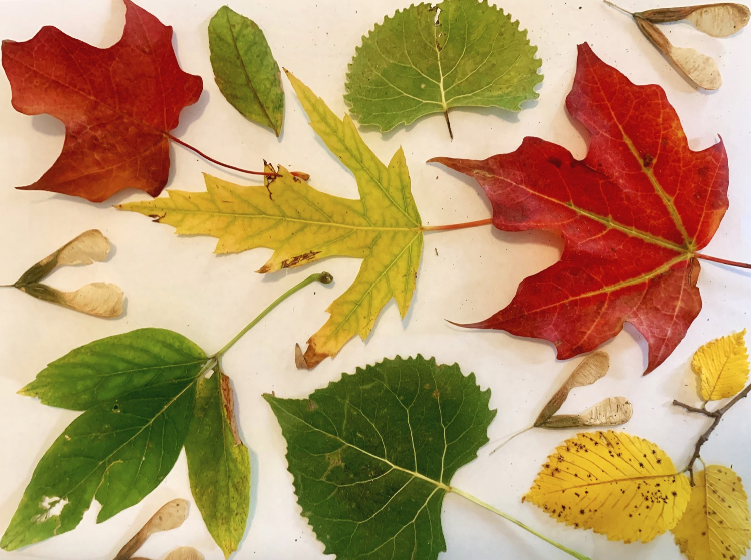Leaf Rubbings and More Outdoor Nature Arts and Crafts Activities ...