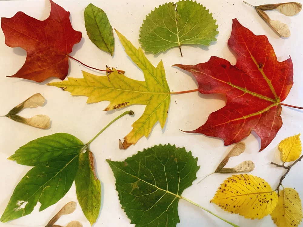 Leaf Rubbings and More Autumn Leaves Fall Craft Ideas for Kids — Lauren Martin