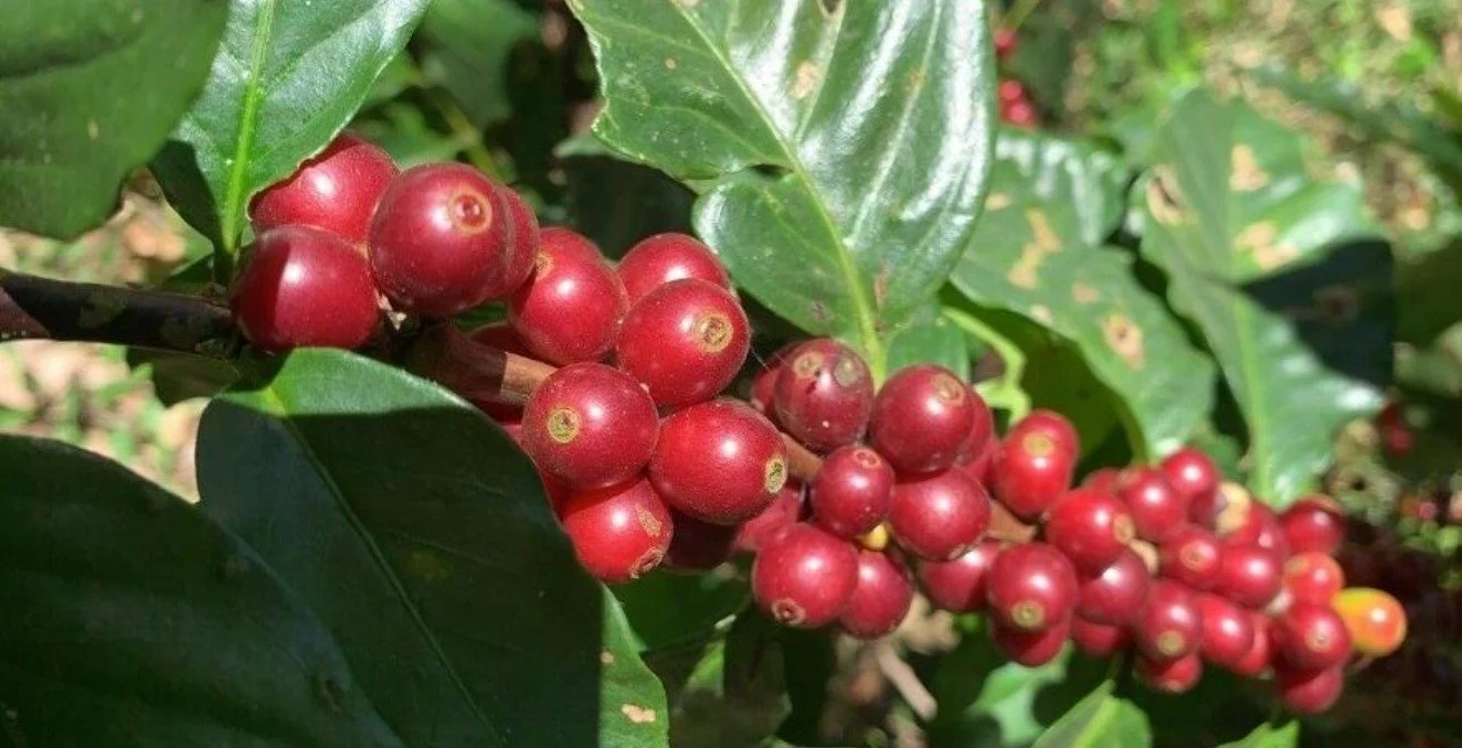 About 4 — Pneuma Coffee Roasters