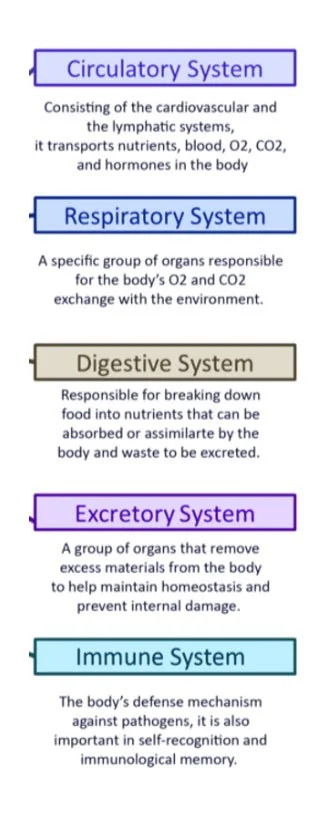 Vemi Biosychronizer Bed — Wellness Oasis