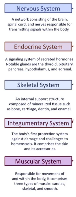 Vemi Biosychronizer Bed — Wellness Oasis