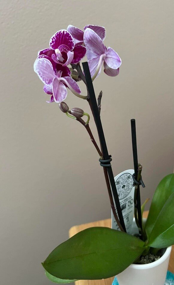 Simple Steps for Preparing Garden for Spring to Be Ready to Grow — This ...