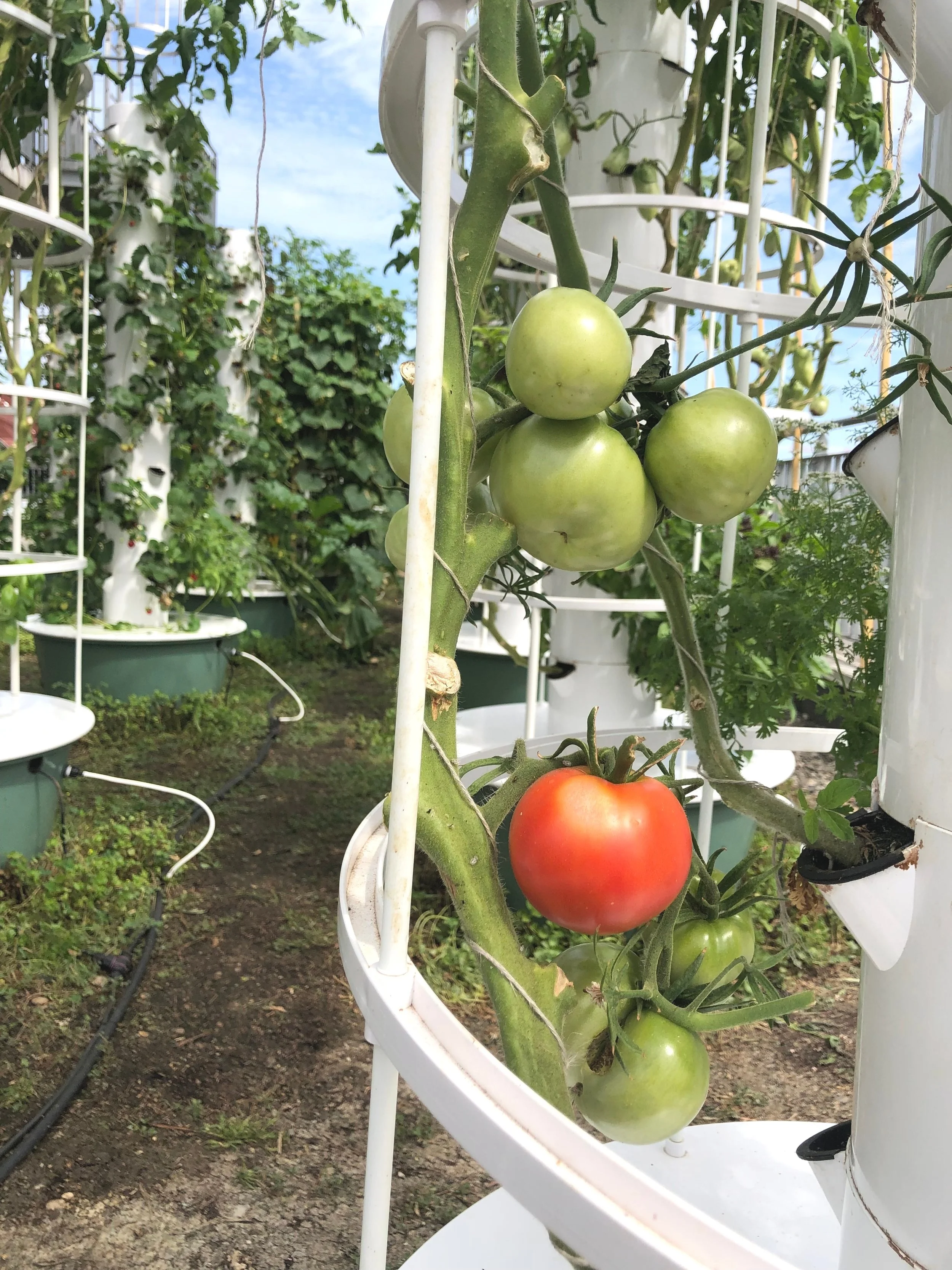 Votre ferme Ionaka — Les Fermes Ionaka - production aéroponique de ...