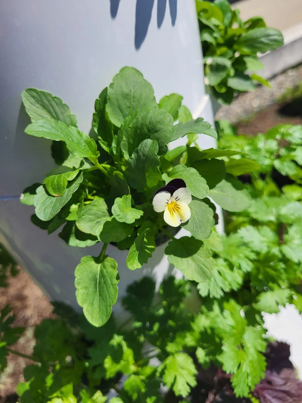 L'aéroponie — Les Fermes Ionaka