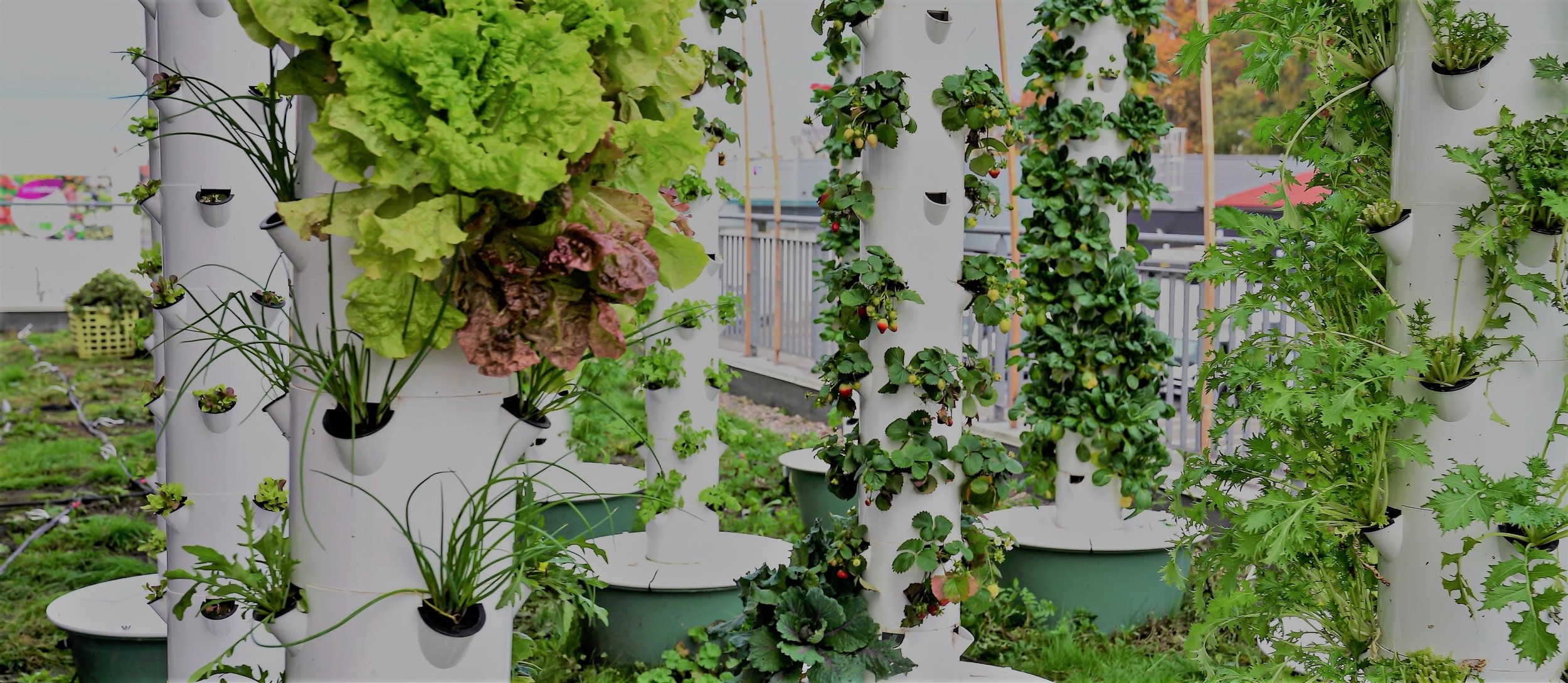 Les Fermes Ionaka - production aéroponique de légumes en France