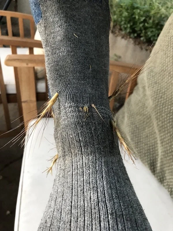 Jointed Goatgrass — RESTORATION Land & Livestock