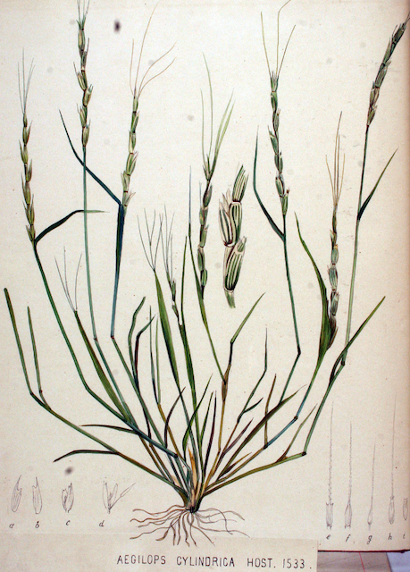 Jointed Goatgrass — RESTORATION Land & Livestock