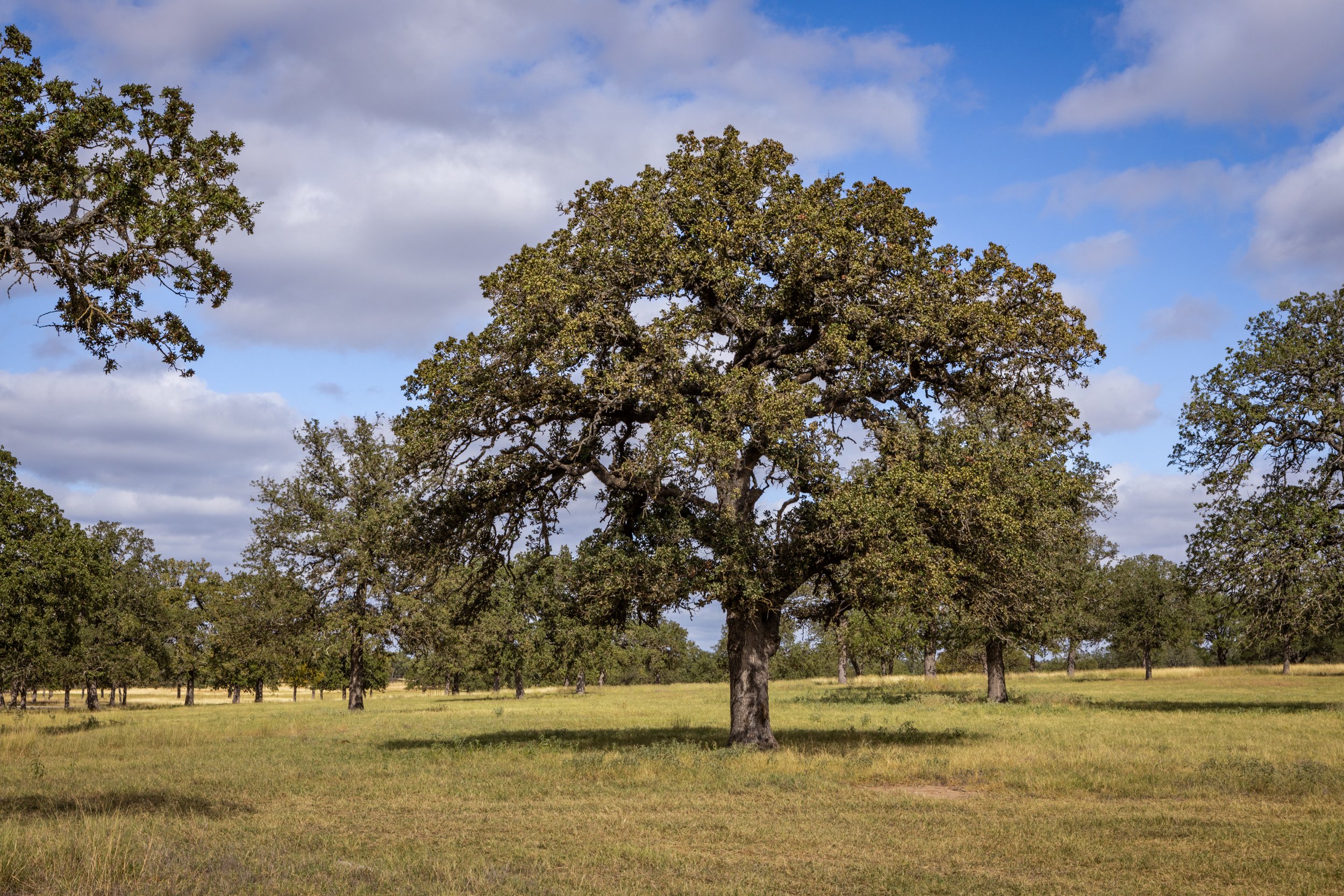 Lots — HOMESTEAD 24