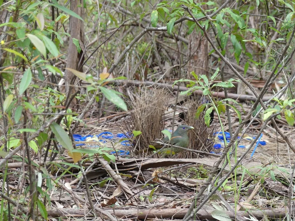 Sheldon Forest — Rofe Park Turramurra