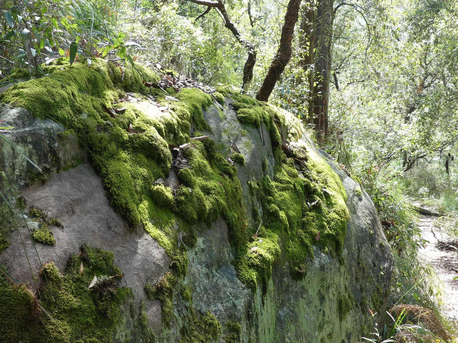 Rofe Park Turramurra