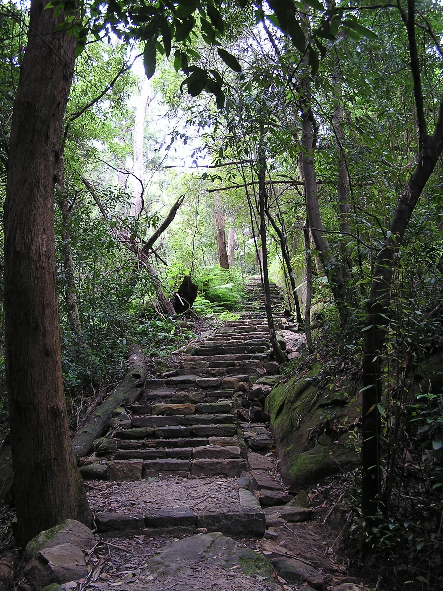 History of Rofe Park Turramurra — Rofe Park Turramurra