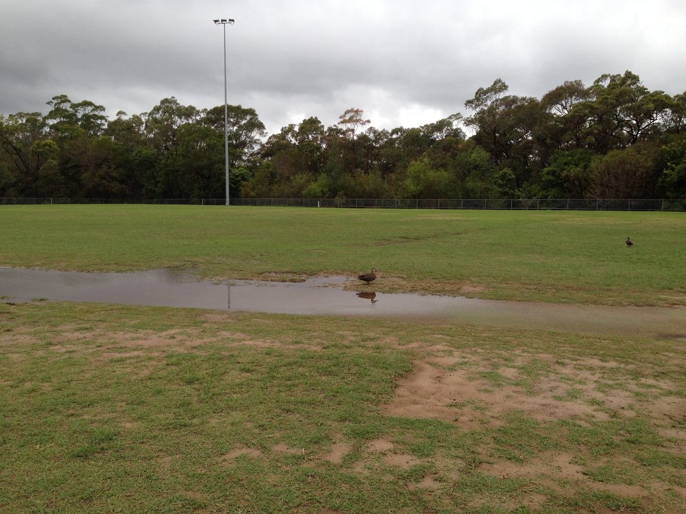 Mimosa Oval - Rofe Park Turramurra — Rofe Park Turramurra
