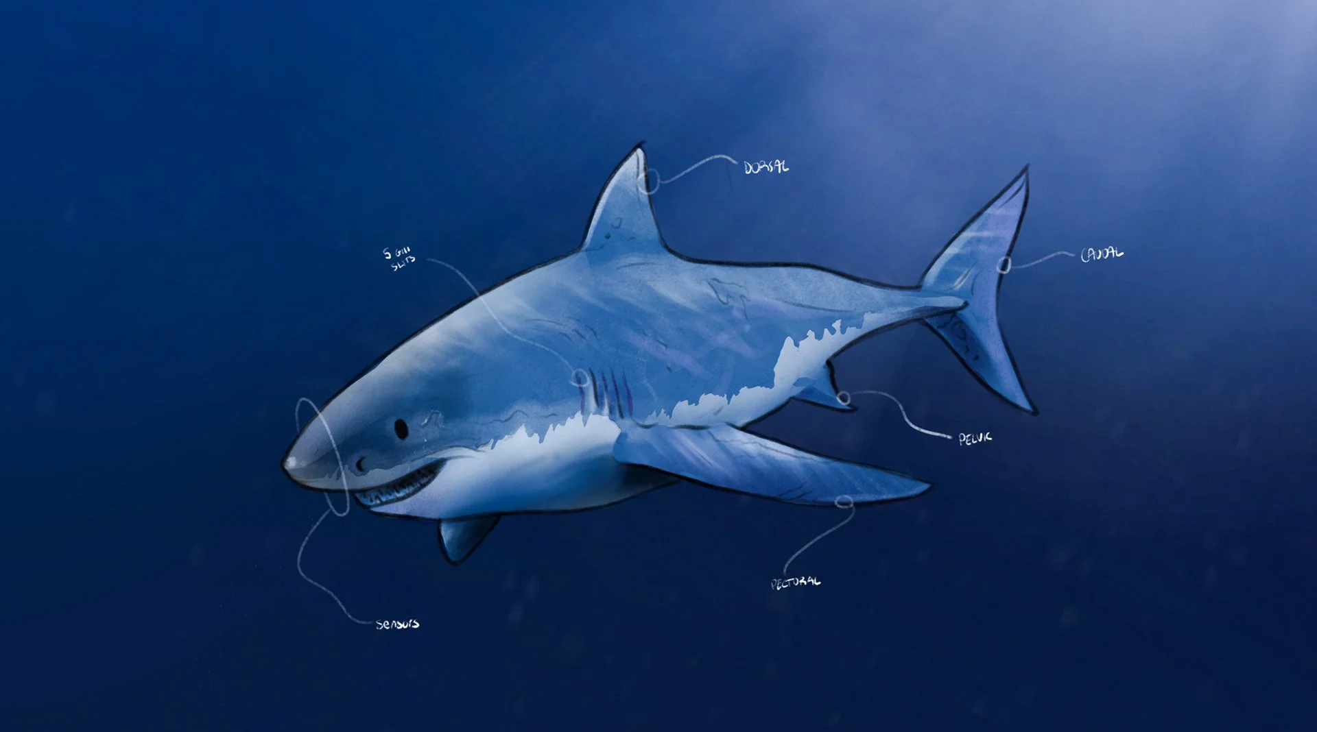 Biomedical — Mason Friedman