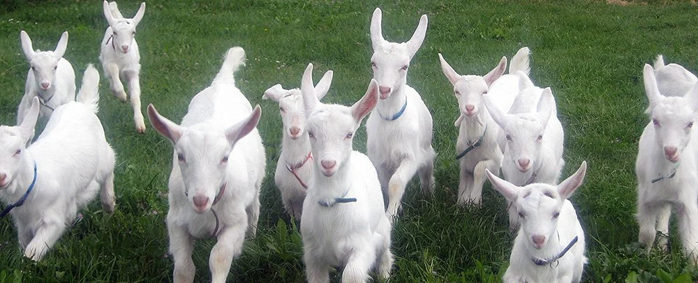 New Zealand Dairy Goat Breeders Association | Breeding Dairy Goats