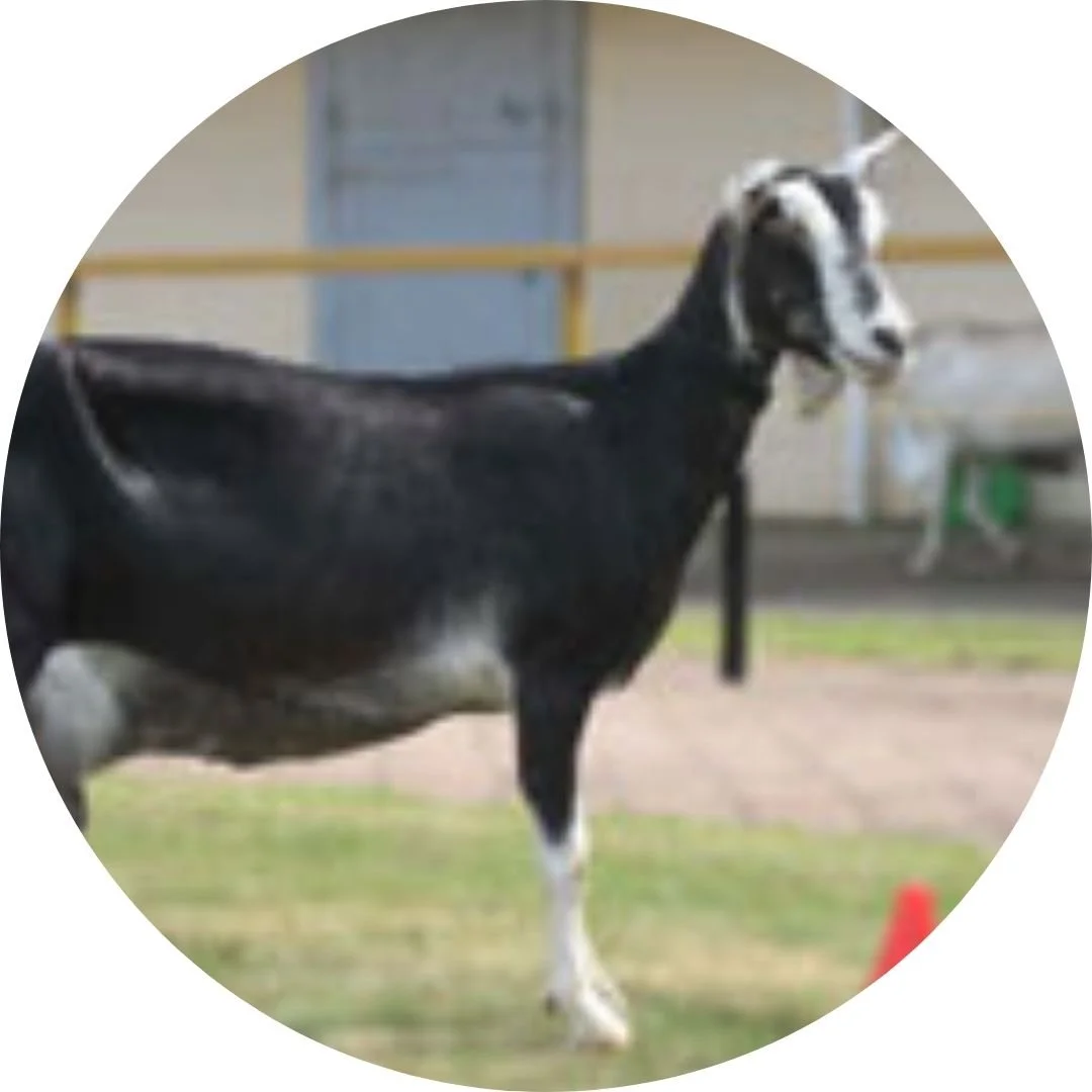 Dairy Goat Breeds of New Zealand — NZDGBA