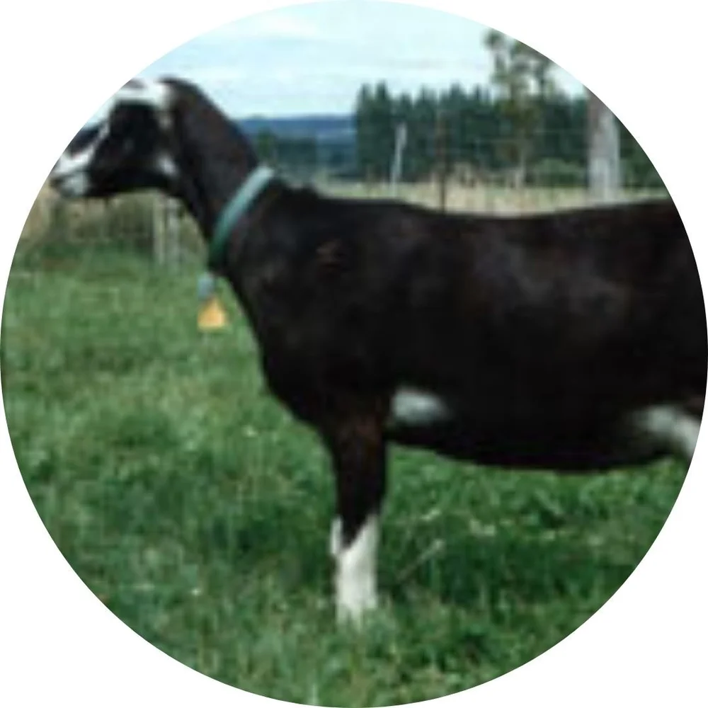 Dairy Goat Breeds of New Zealand — NZDGBA
