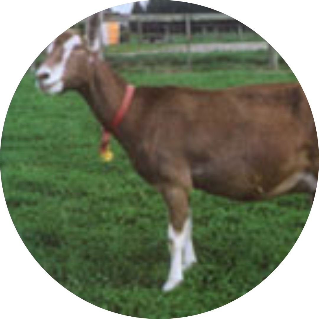 Dairy Goat Breeds of New Zealand — NZDGBA