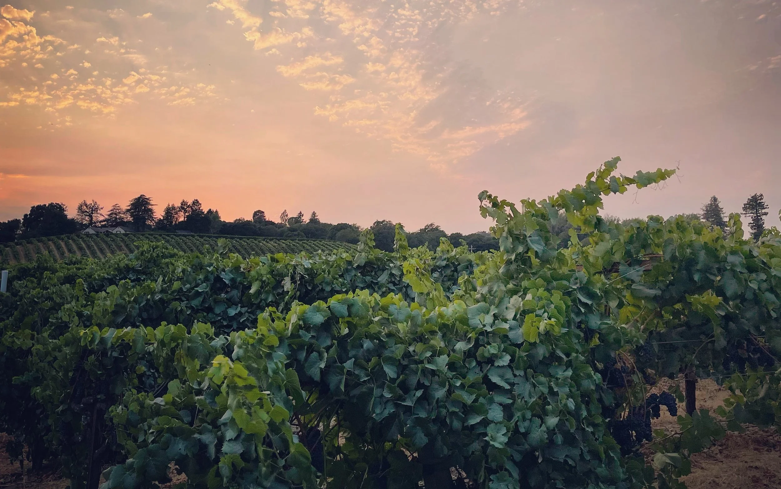 Product — Innumero Wines