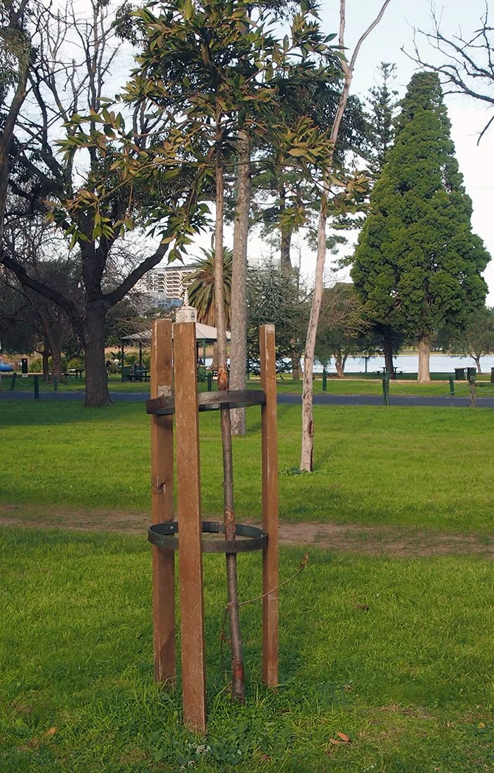 Park Volunteer Group — Save Albert Park