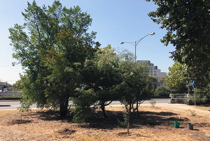 Park Volunteer Group — Save Albert Park