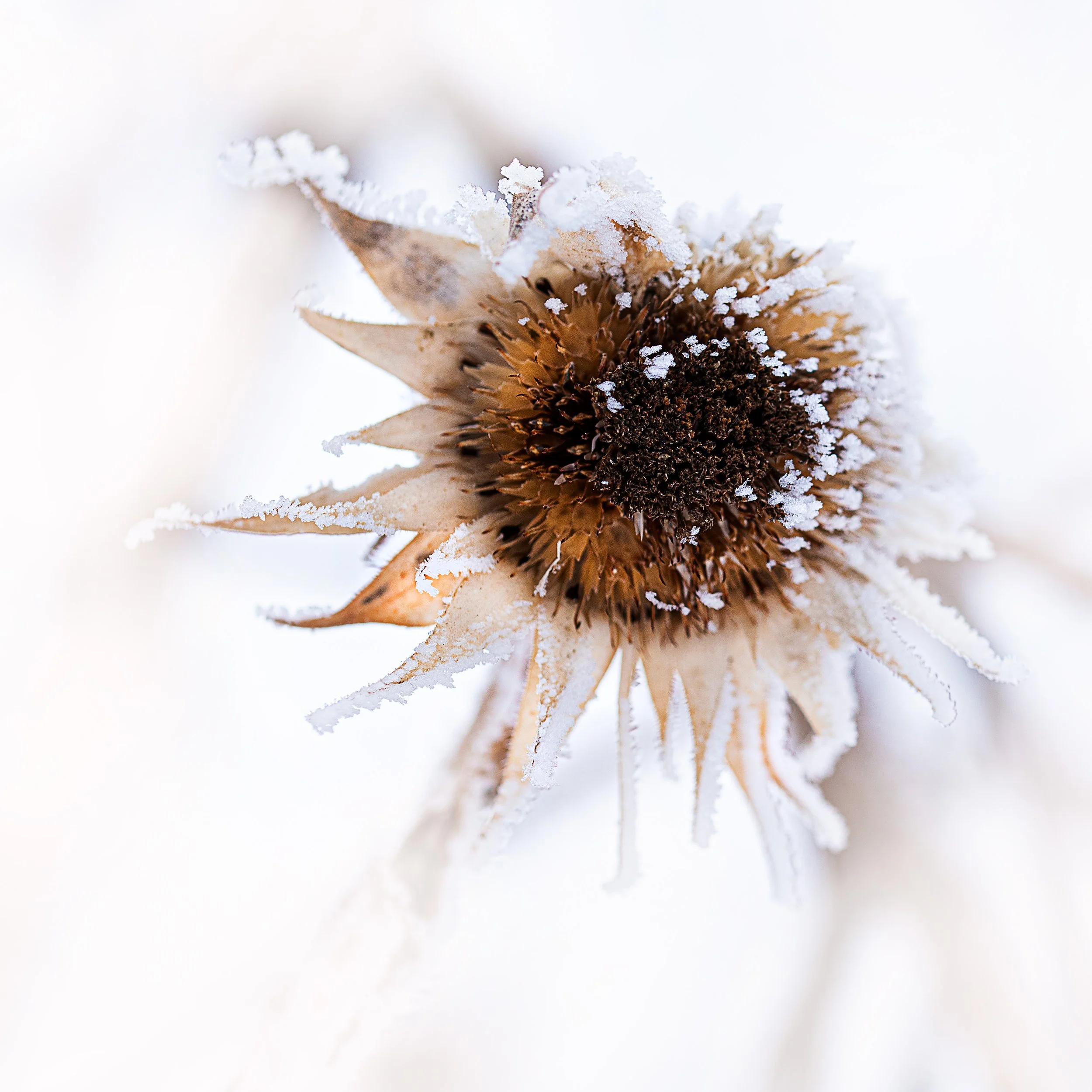 Jean Singer Photography - Fine art prints, wall art and greeting cards