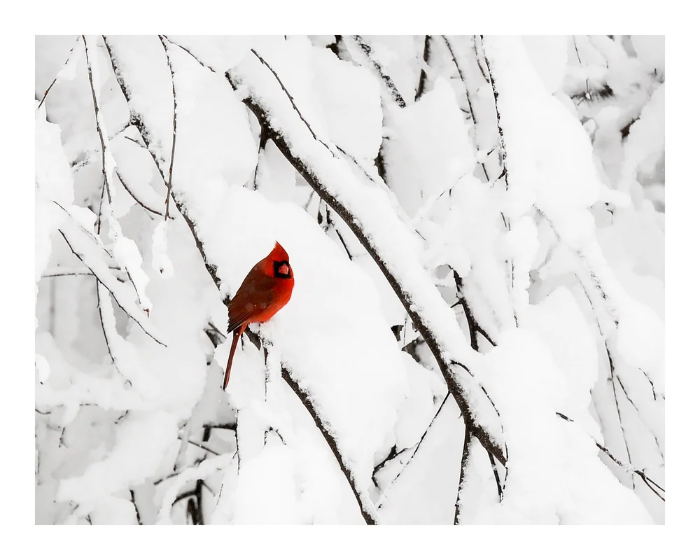 Jean Singer Photography - Fine art prints, wall art and greeting cards