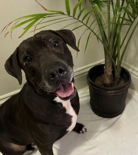 Adoptable Dogs — Heart of Glass Animal Rescue