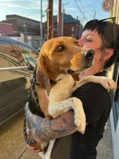 Beagles — Heart of Glass Animal Rescue