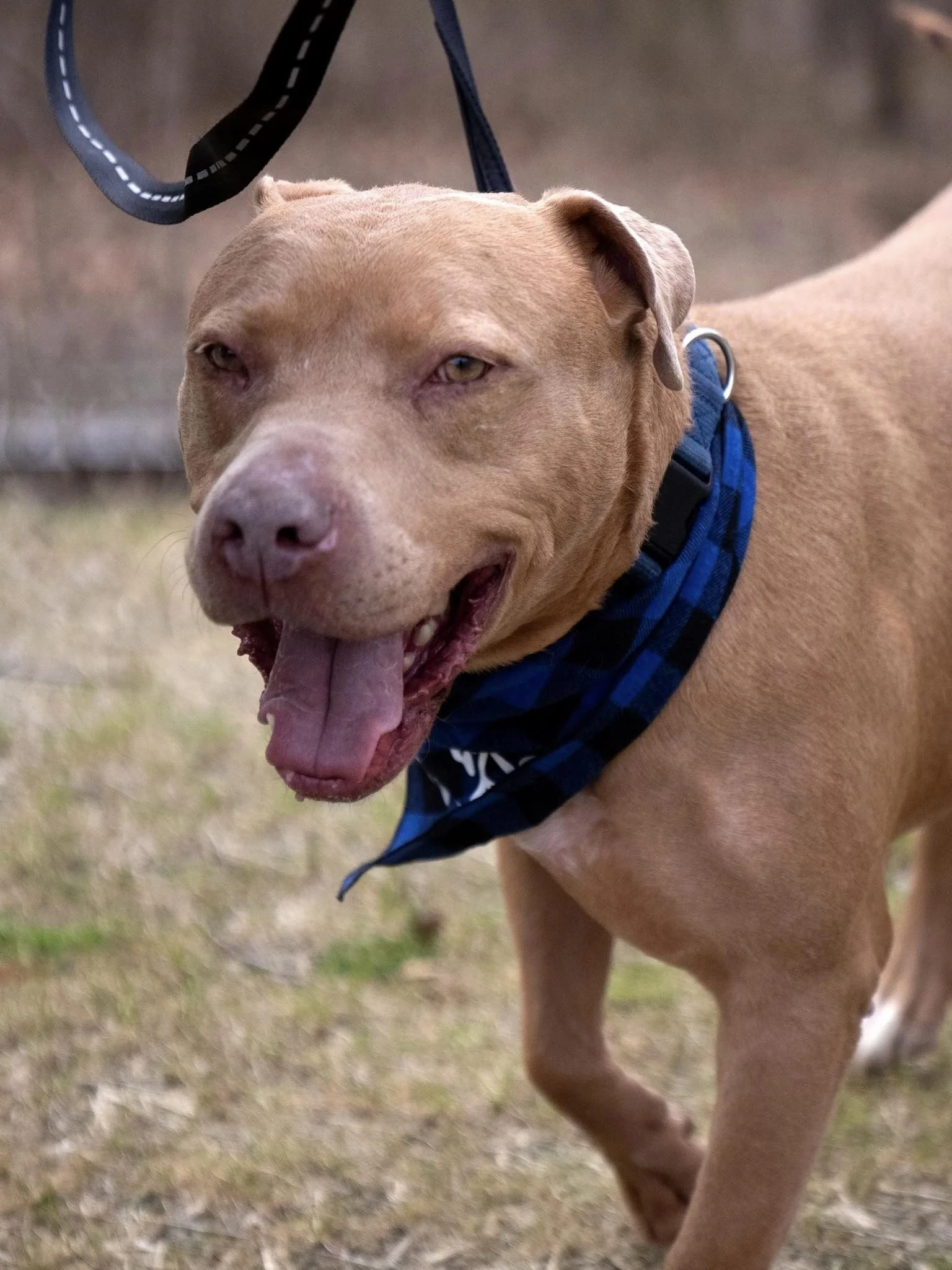 Adoptable Dogs — Heart of Glass Animal Rescue