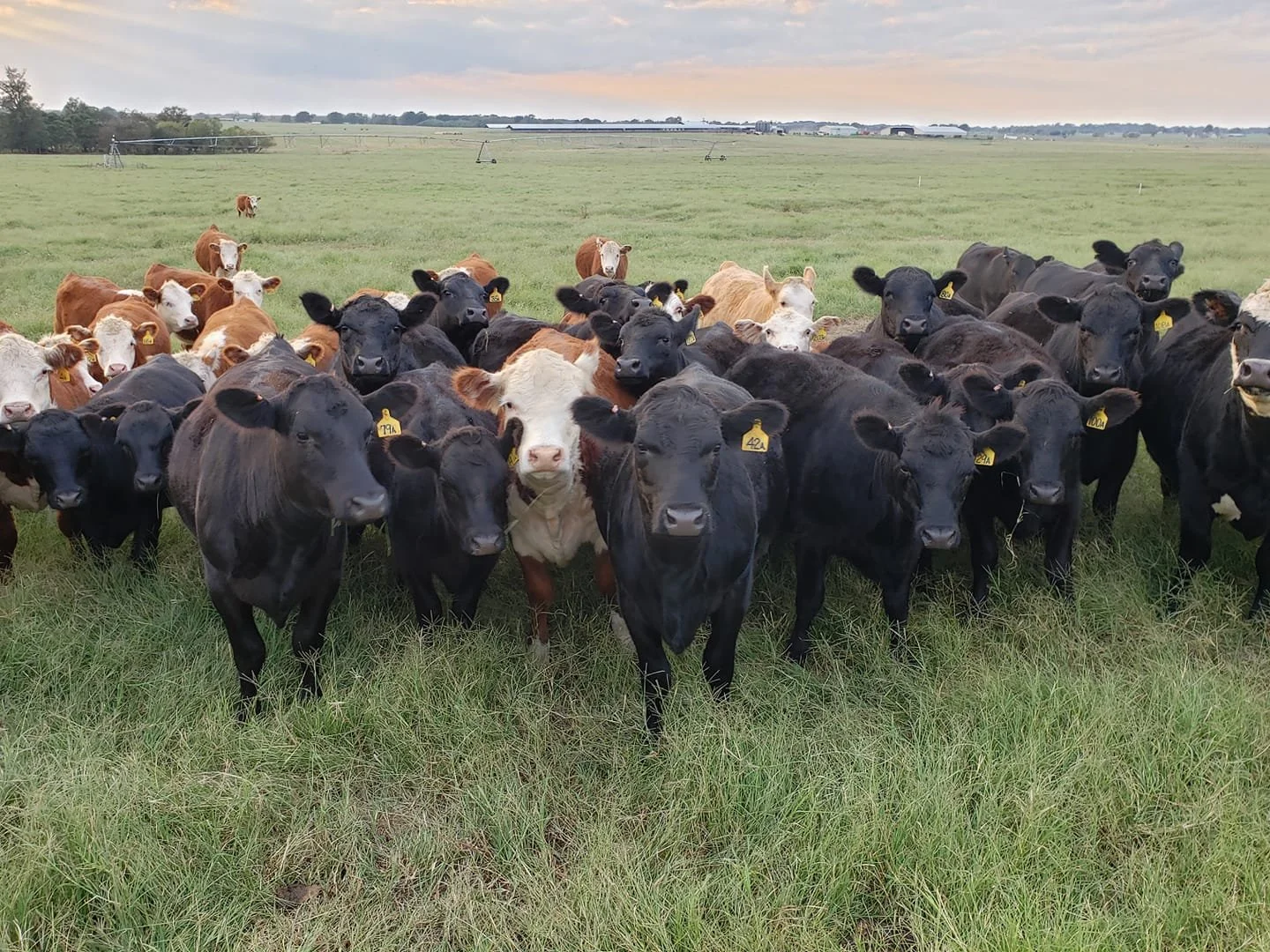 Contact — Happy Cattle Beef