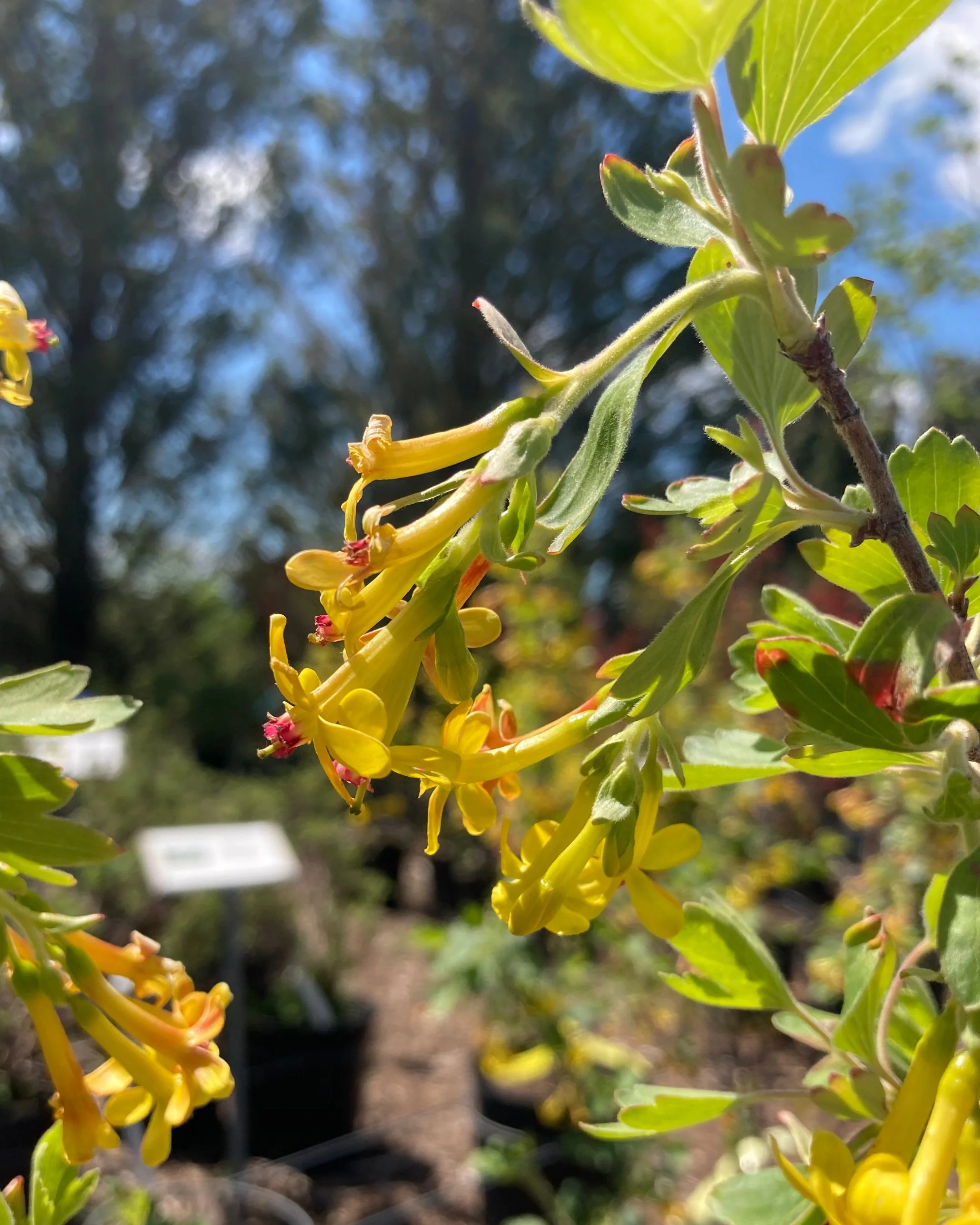 Alpine Currant — Corn Hill Nursery