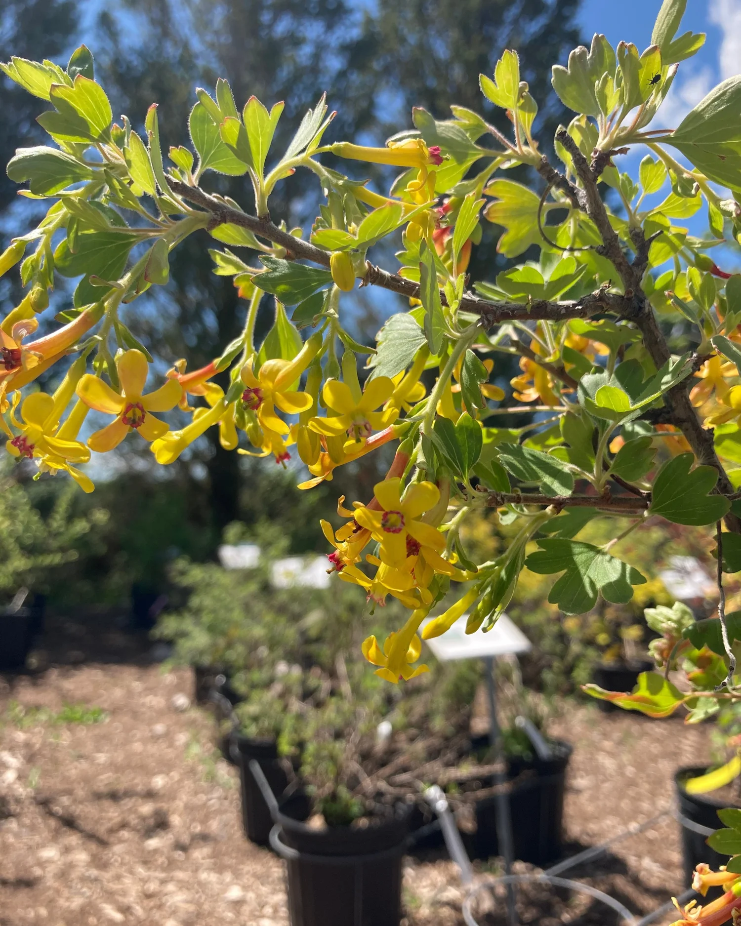 Alpine Currant — Corn Hill Nursery