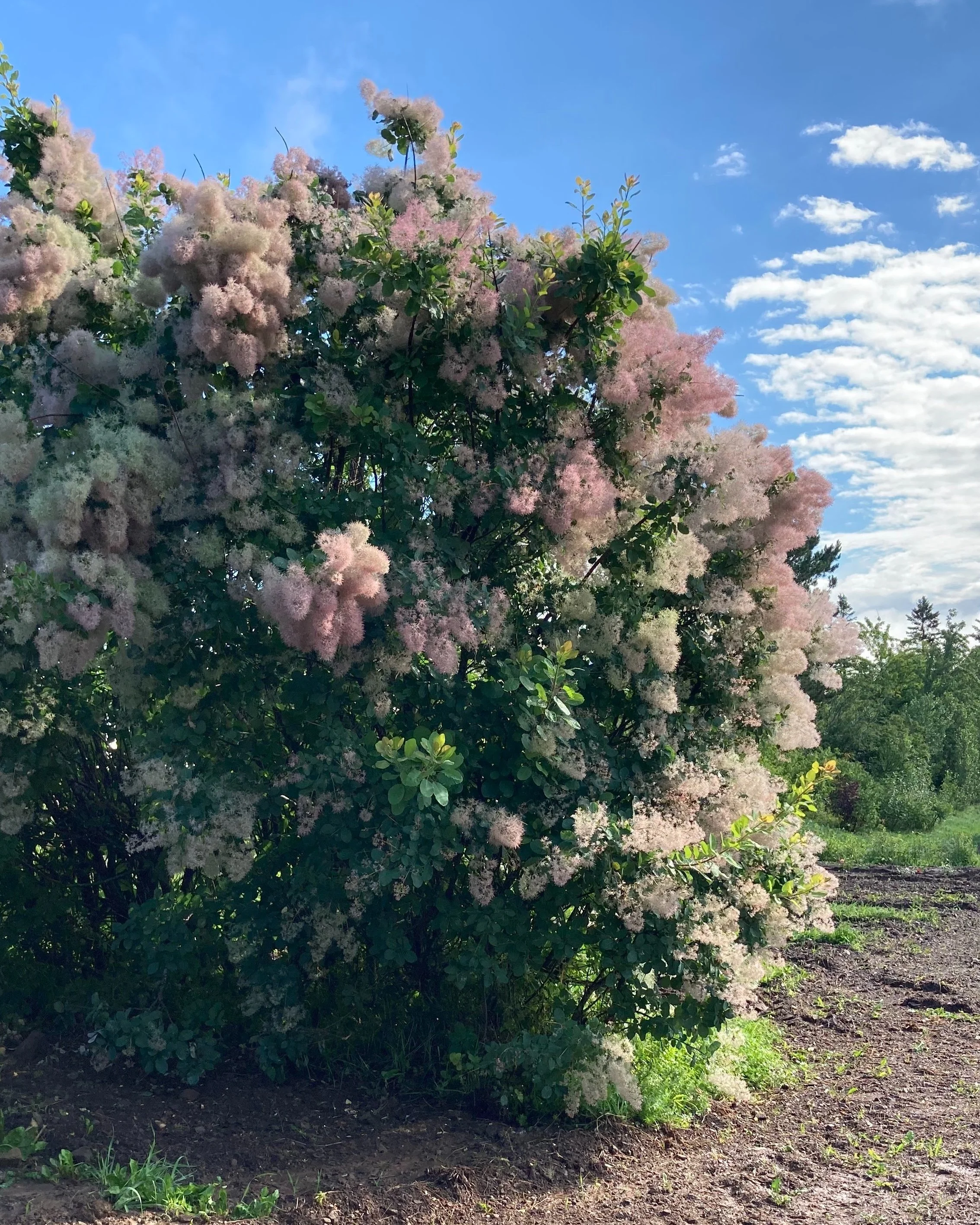 Golden Spirit Smokebush — Corn Hill Nursery