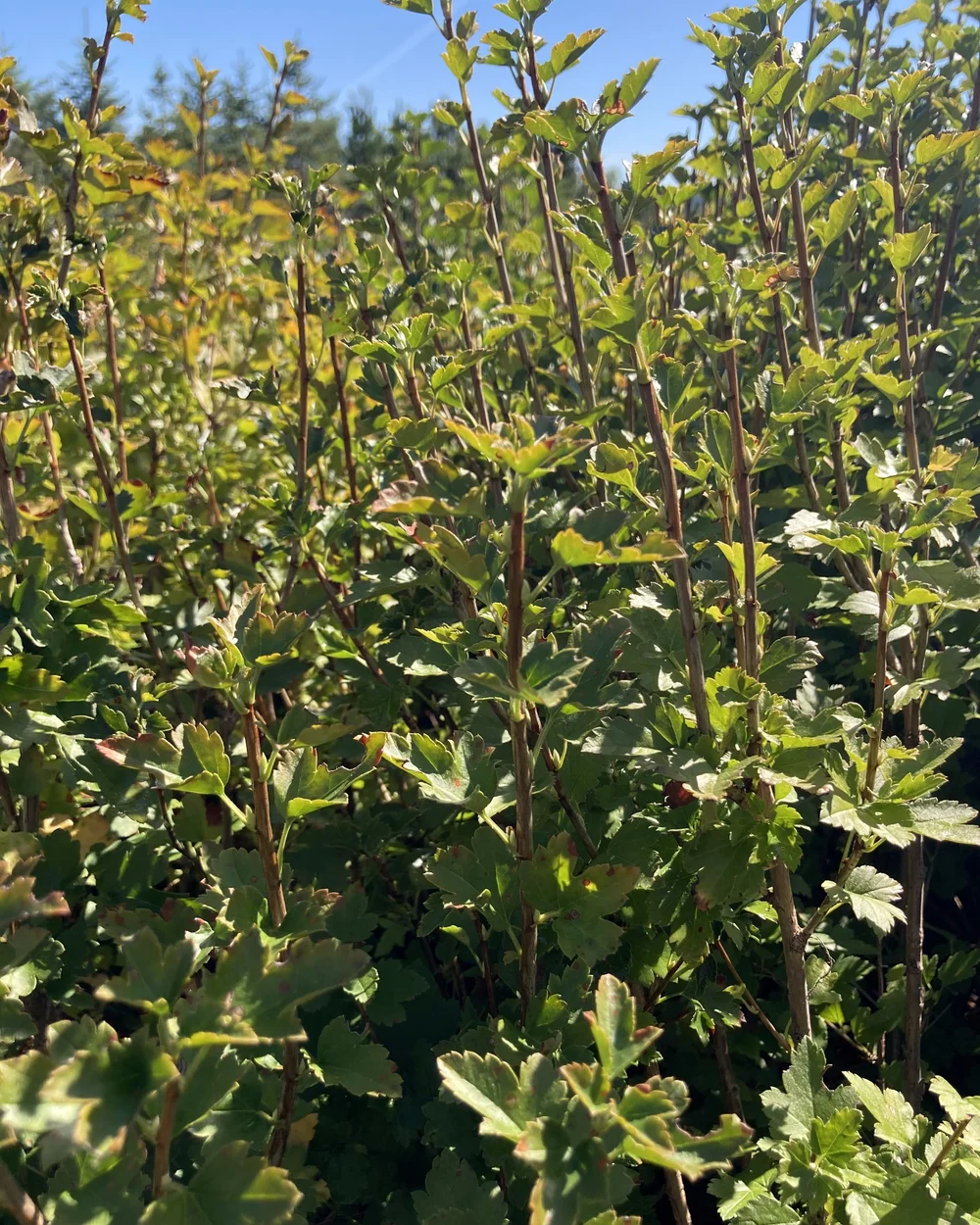 Golden Currant — Corn Hill Nursery