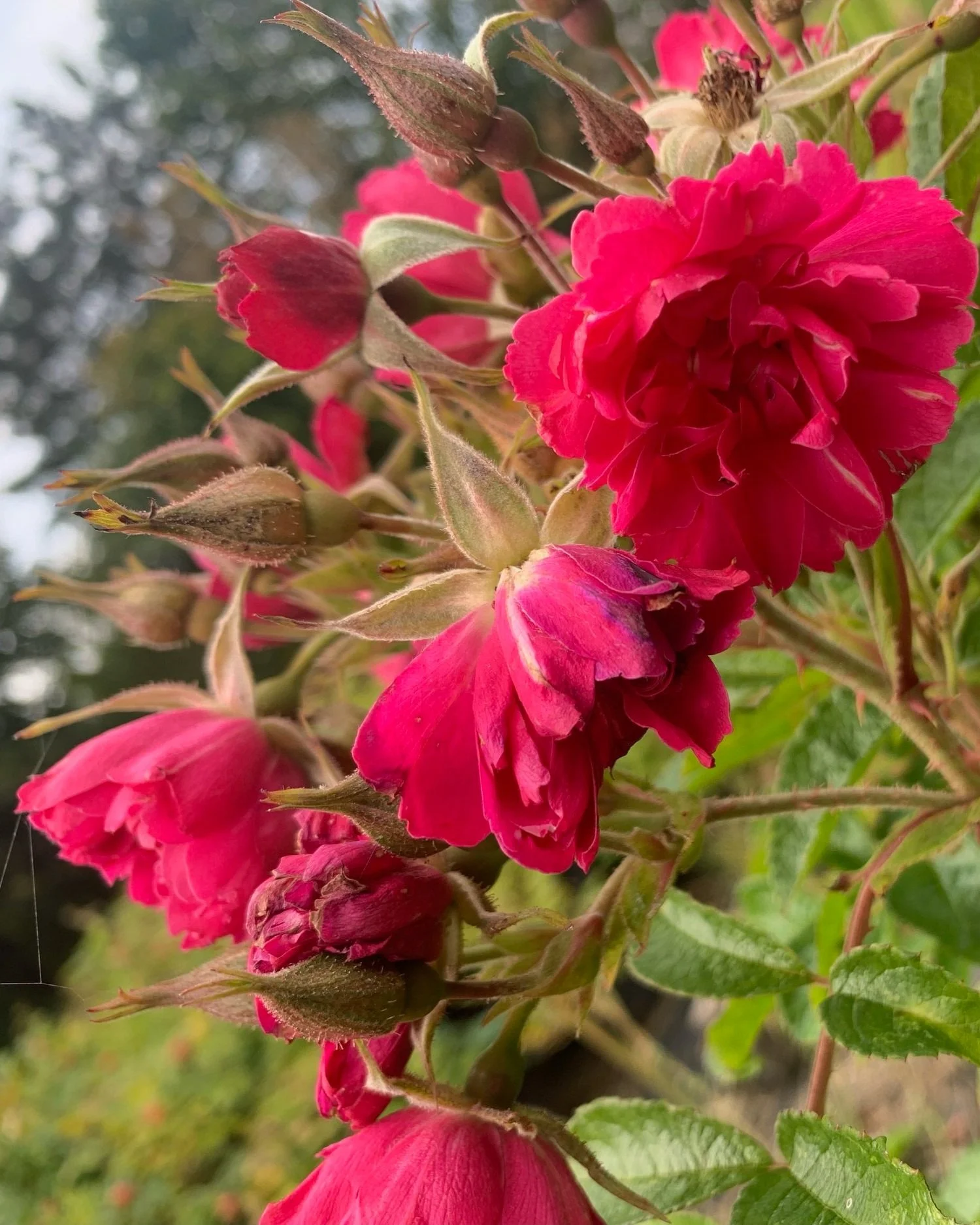 Double Scotch White Rose — Corn Hill Nursery