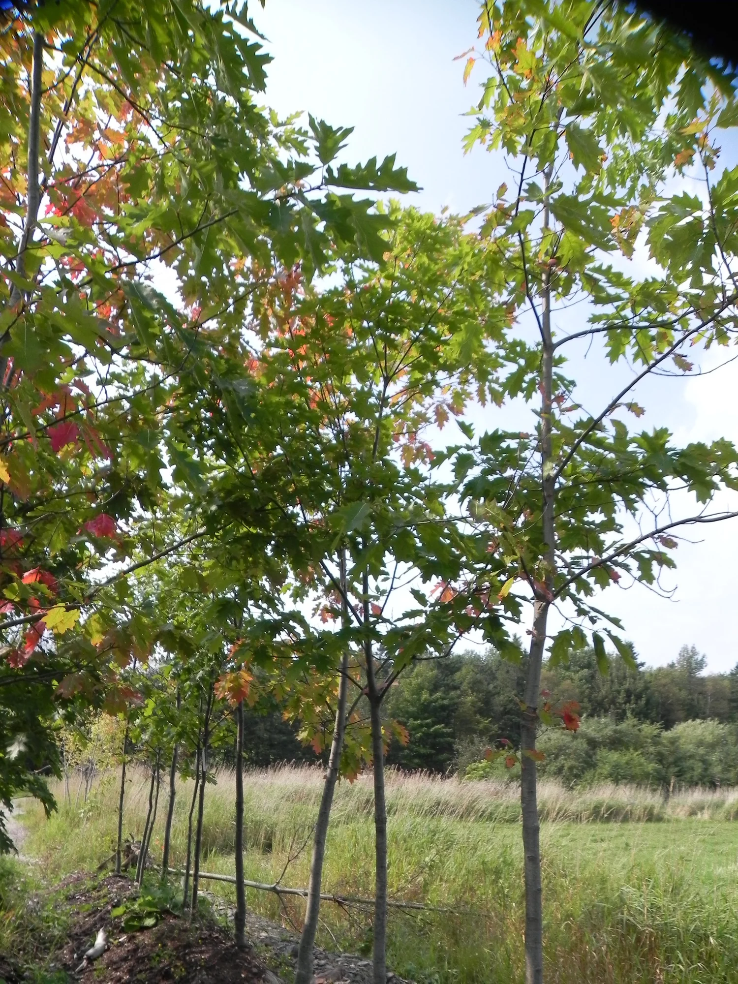 Fastigiate English Oak — Corn Hill Nursery