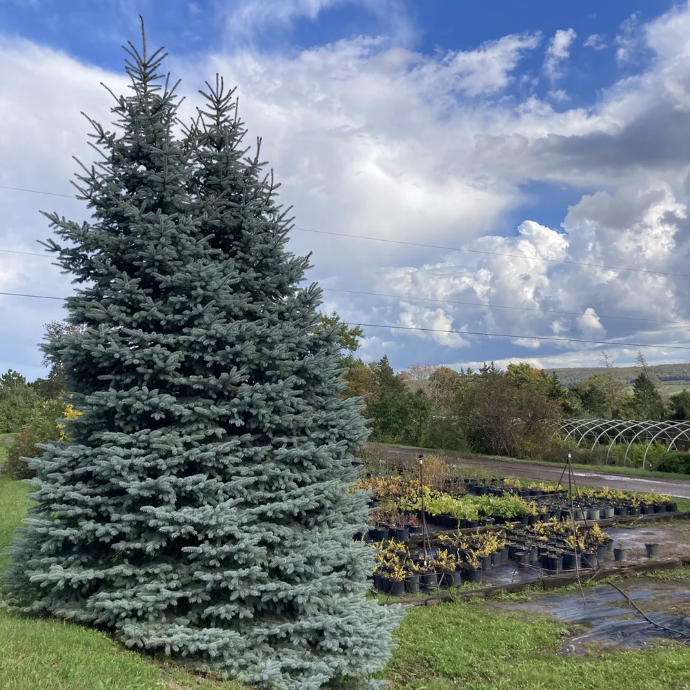 St. Mary's Blue Spruce — Corn Hill Nursery