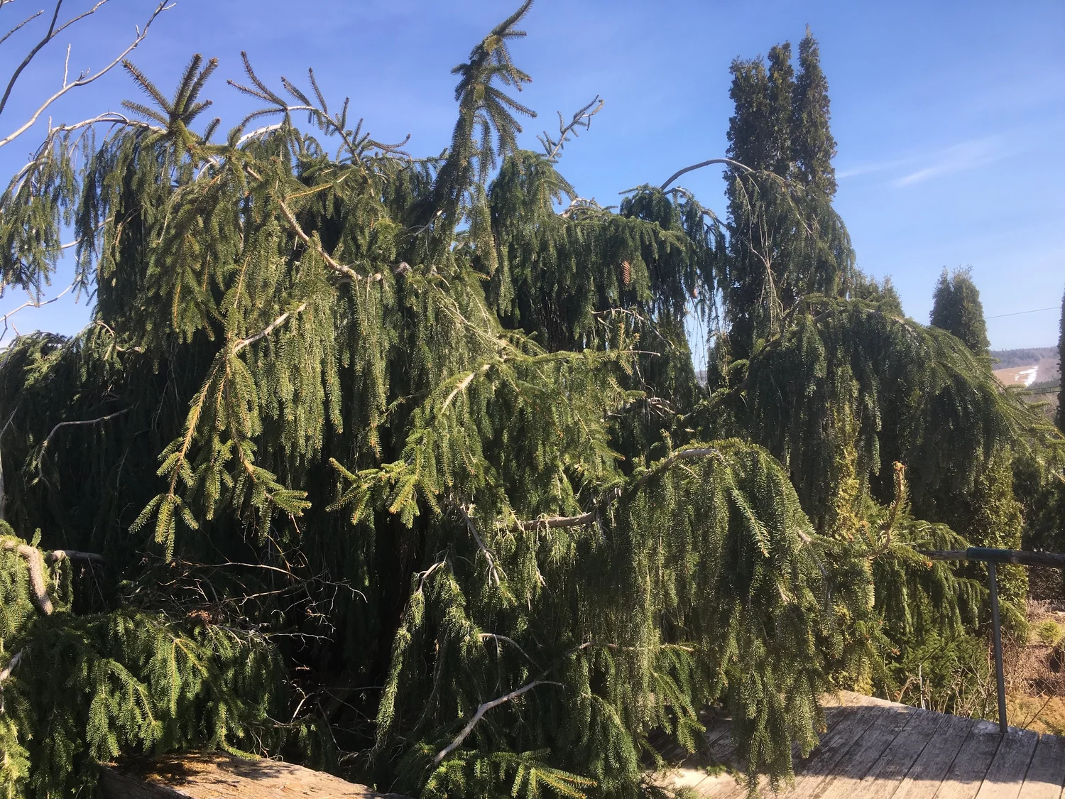Inversa Weeping Spruce — Corn Hill Nursery