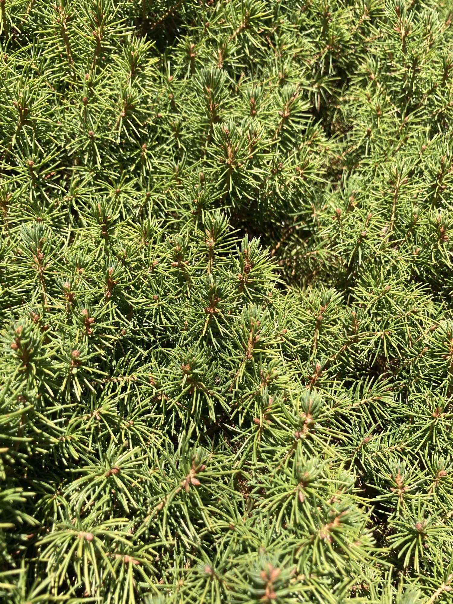 Inversa Weeping Spruce — Corn Hill Nursery